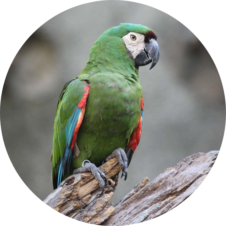 MACAW PARROT | BEST PET BIRDS