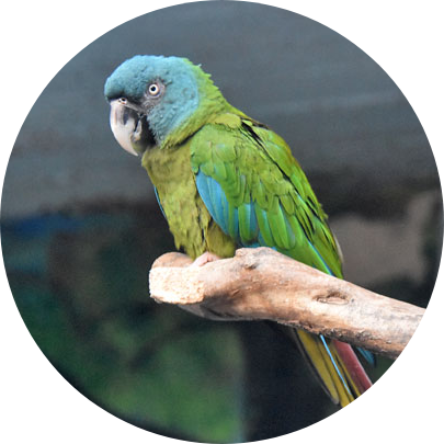 MACAW PARROT | BEST PET BIRDS