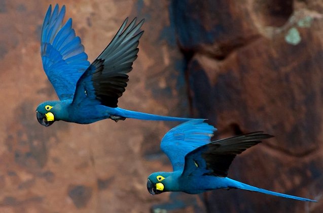 BEST PET BIRDS — LEAR'S MACAW | FACTS AND BASIC INFORMATION